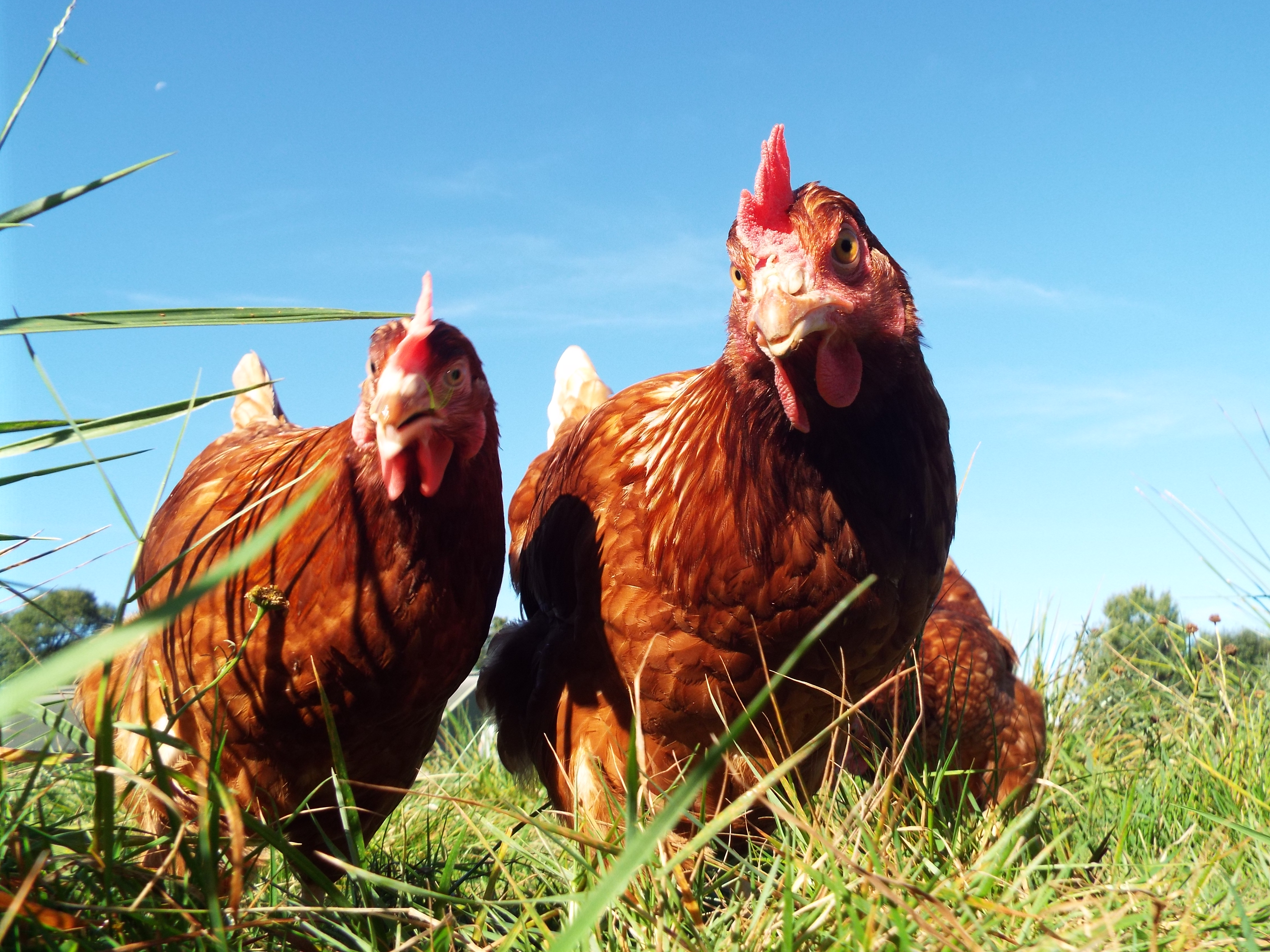 EggTrack | Compassion USA