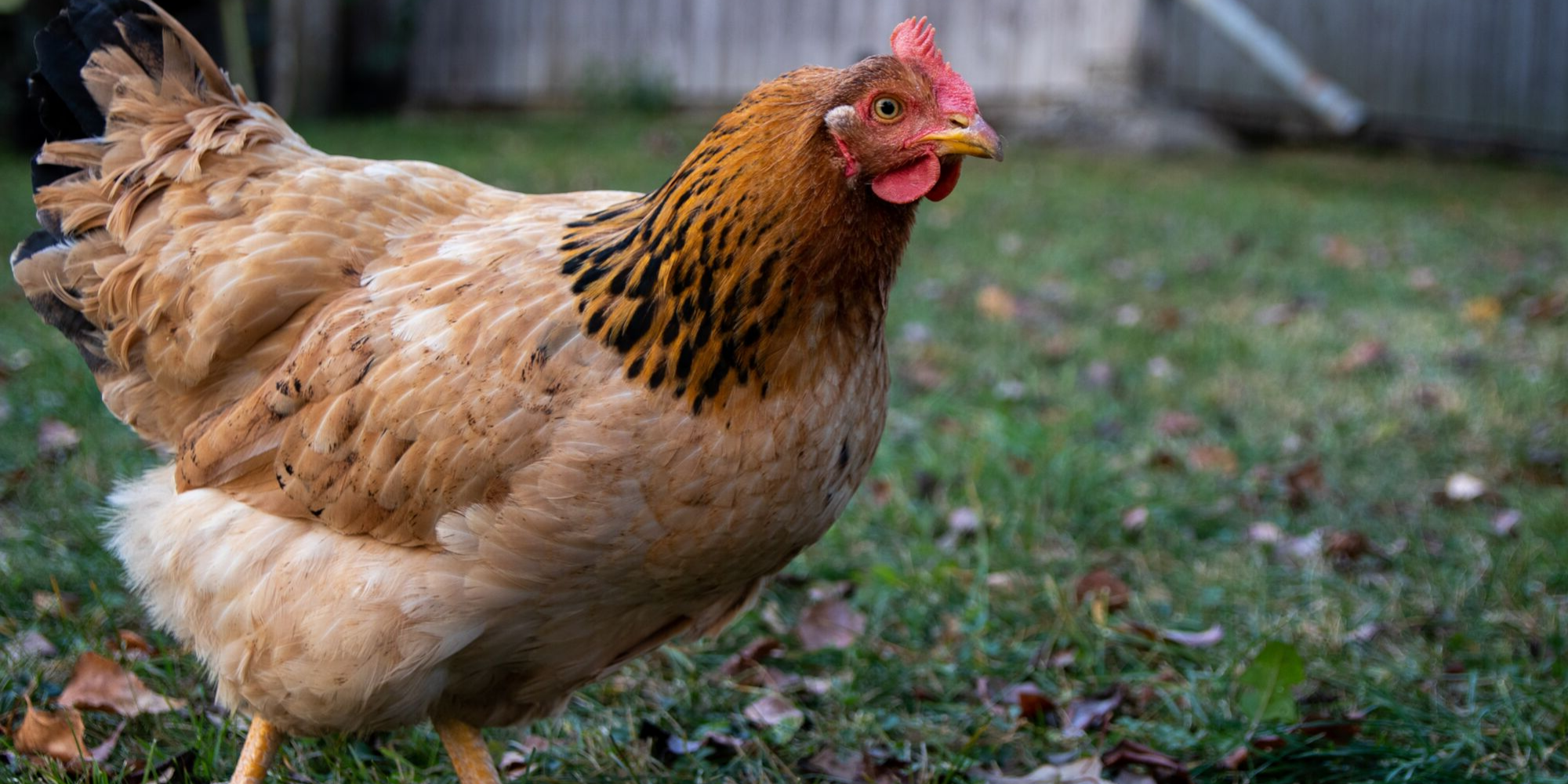 What is EggTrack about? | Compassion